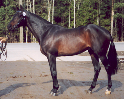 Ratsuoriit - Suomalaiset ratsujalostusoriit